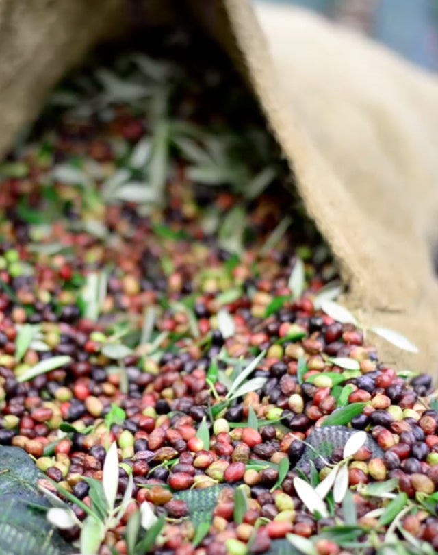 Organic Greek Mountain Kalamon Olives in Vinegar and EVOO – Ancient Foods